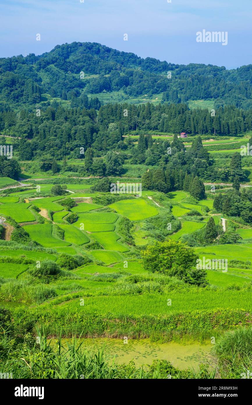 Rice terraces of Hoshitoge Stock Photo - Alamy