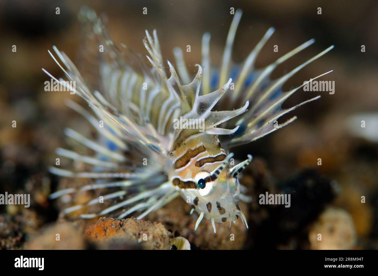 Juvenile Spotfin Lionfish, Pterois antennata, Segara dive site, Seraya ...