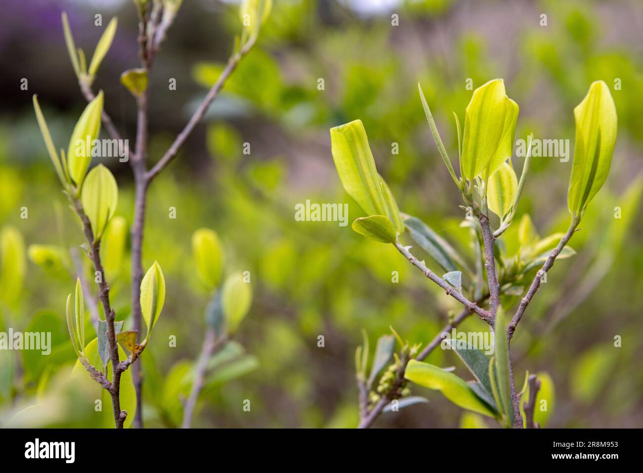 Cultivation of coca plants in the Bolivian Andes - traveling and ...