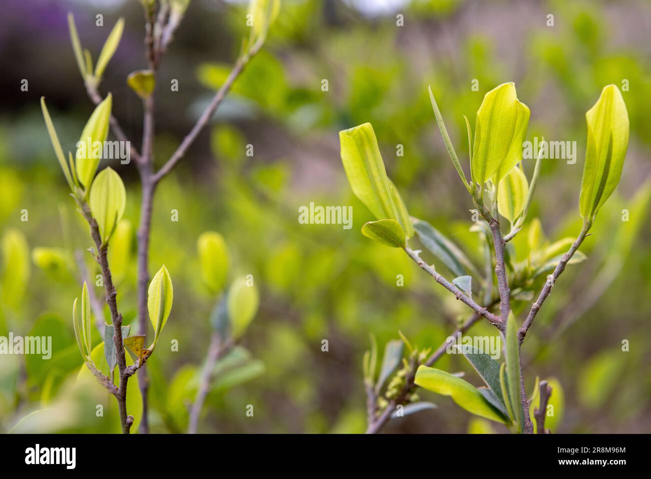 Cultivation of coca plants in the Bolivian Andes - traveling and ...
