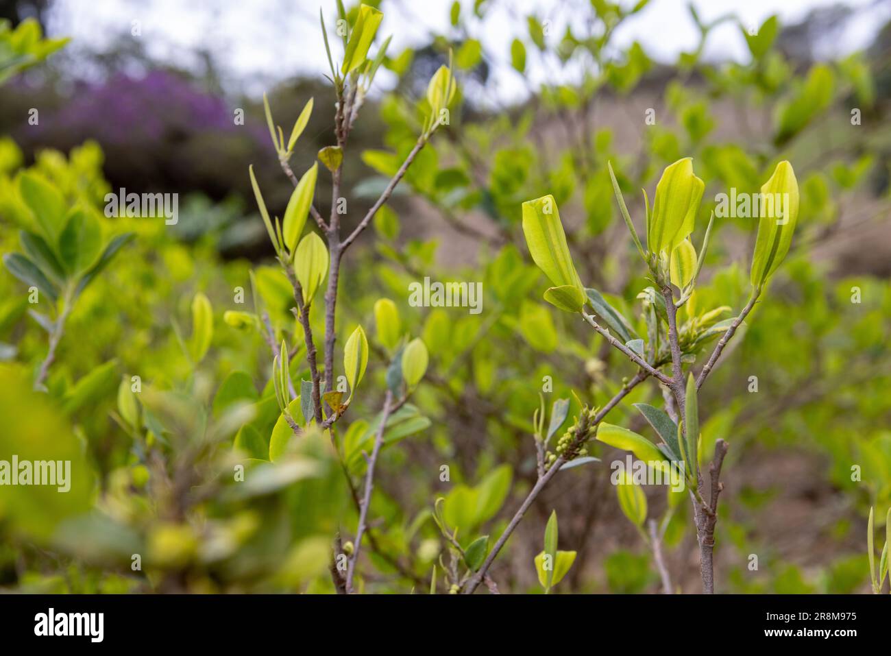 Cultivation of coca plants in the Bolivian Andes - traveling and ...
