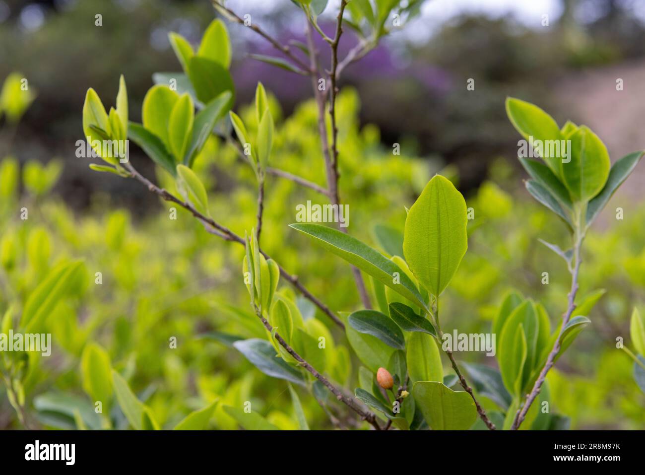 Cultivation of coca plants in the Bolivian Andes - traveling and ...
