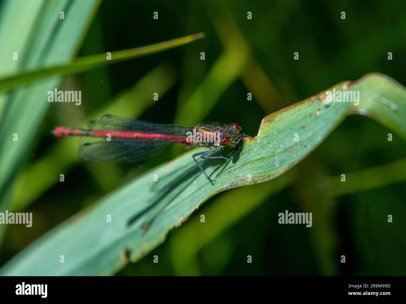 Large red damselfly female hi-res stock photography and images - Alamy