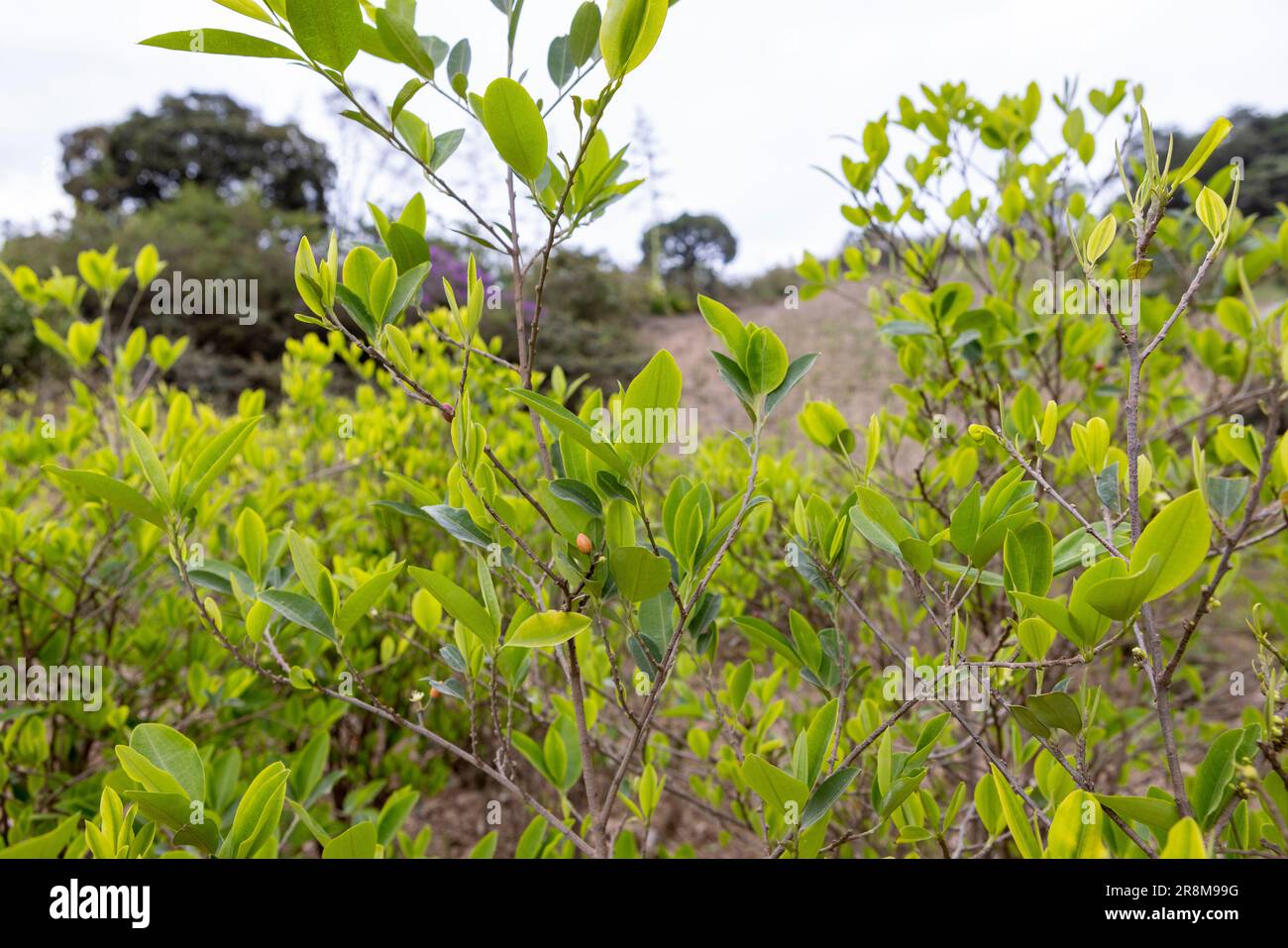 Cultivation of coca plants in the Bolivian Andes - traveling and ...