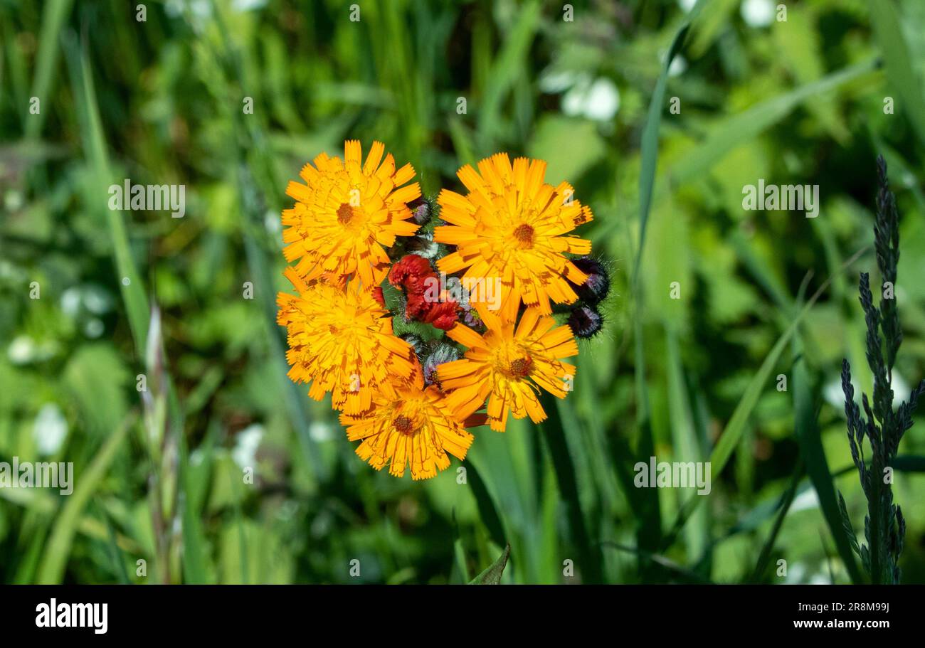 Fox and cubs wildflower hi-res stock photography and images - Alamy