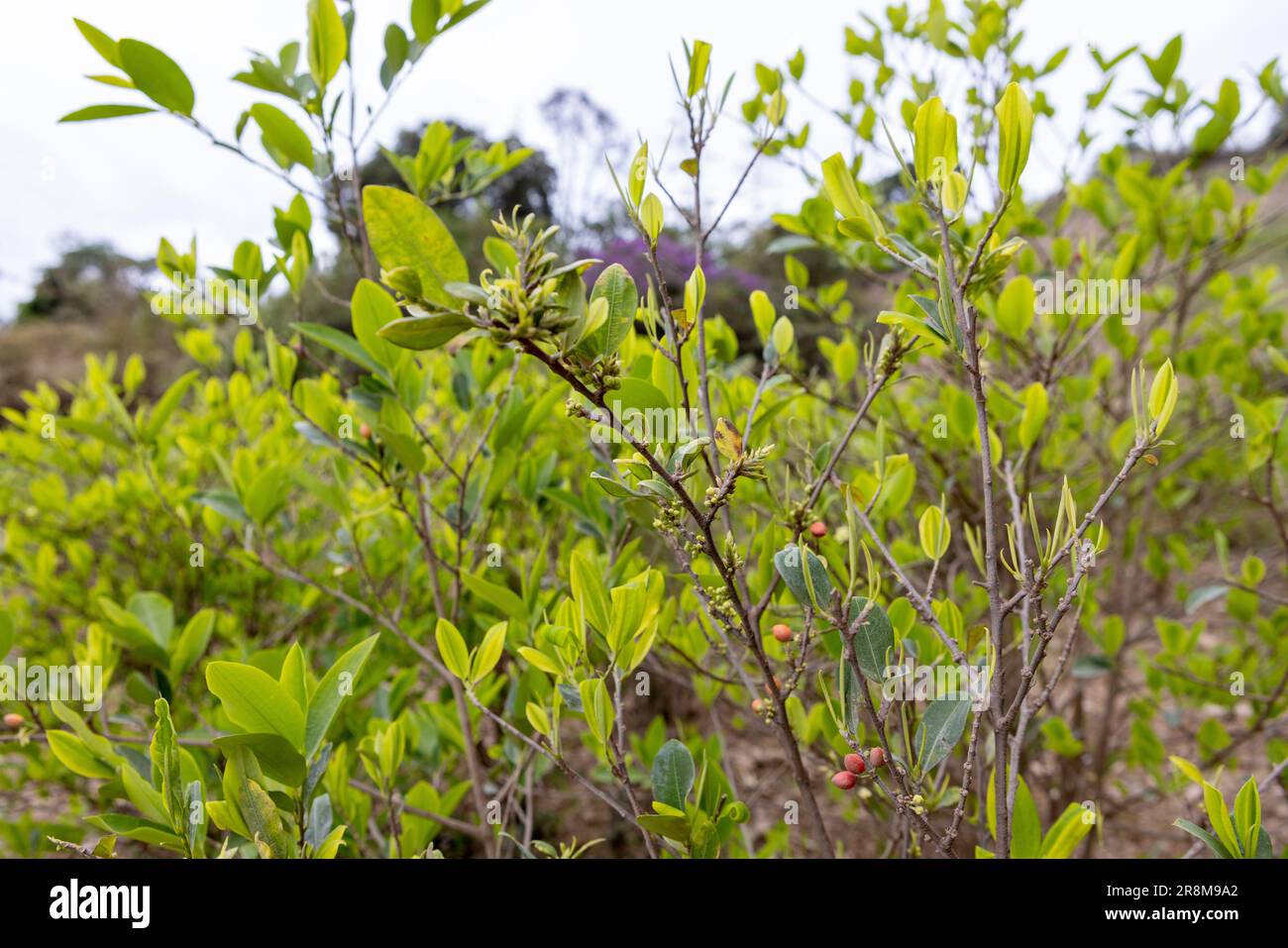 Cultivation of coca plants in the Bolivian Andes - traveling and ...