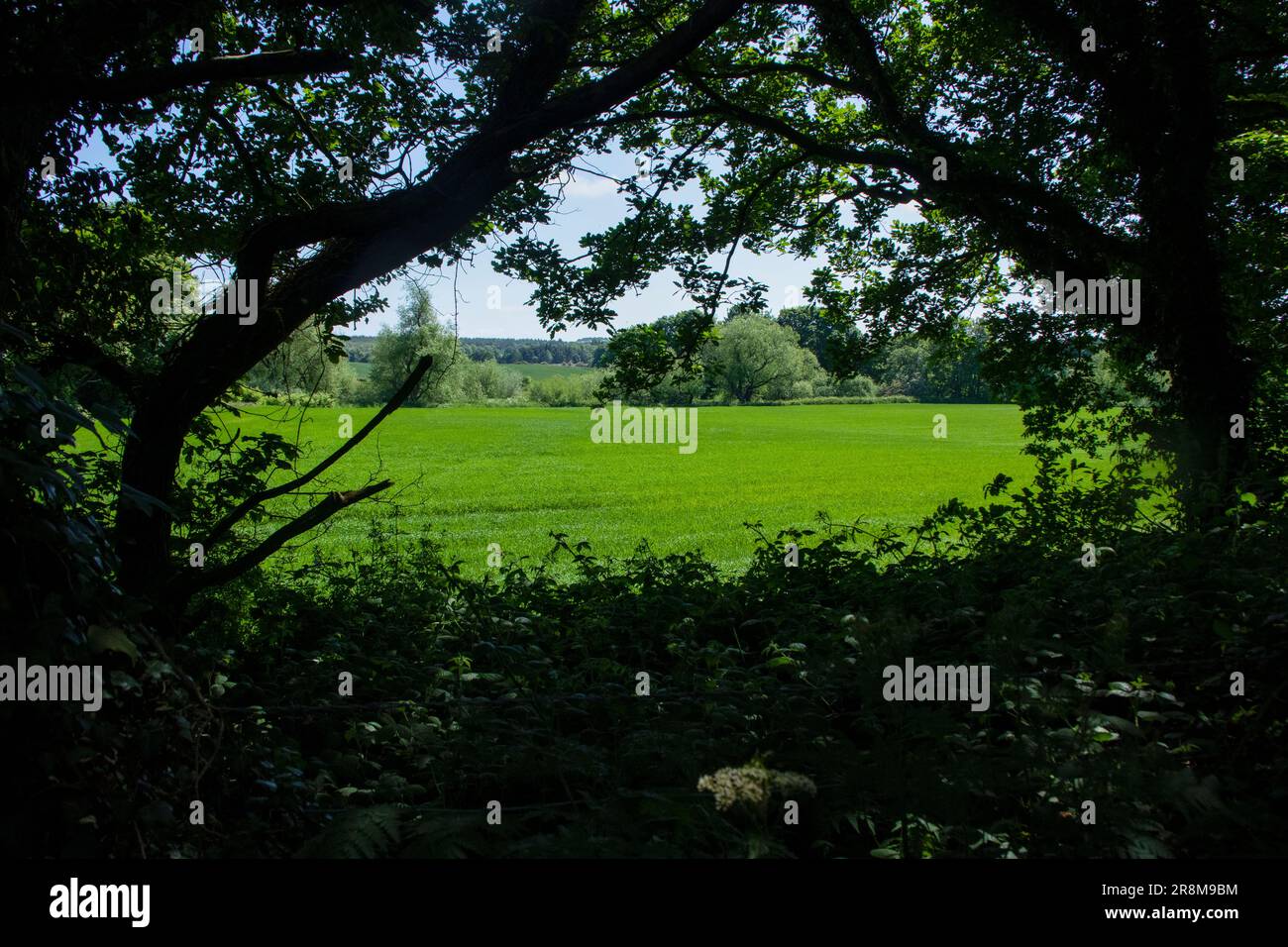 View through arch of tree branches in summer Stock Photo - Alamy