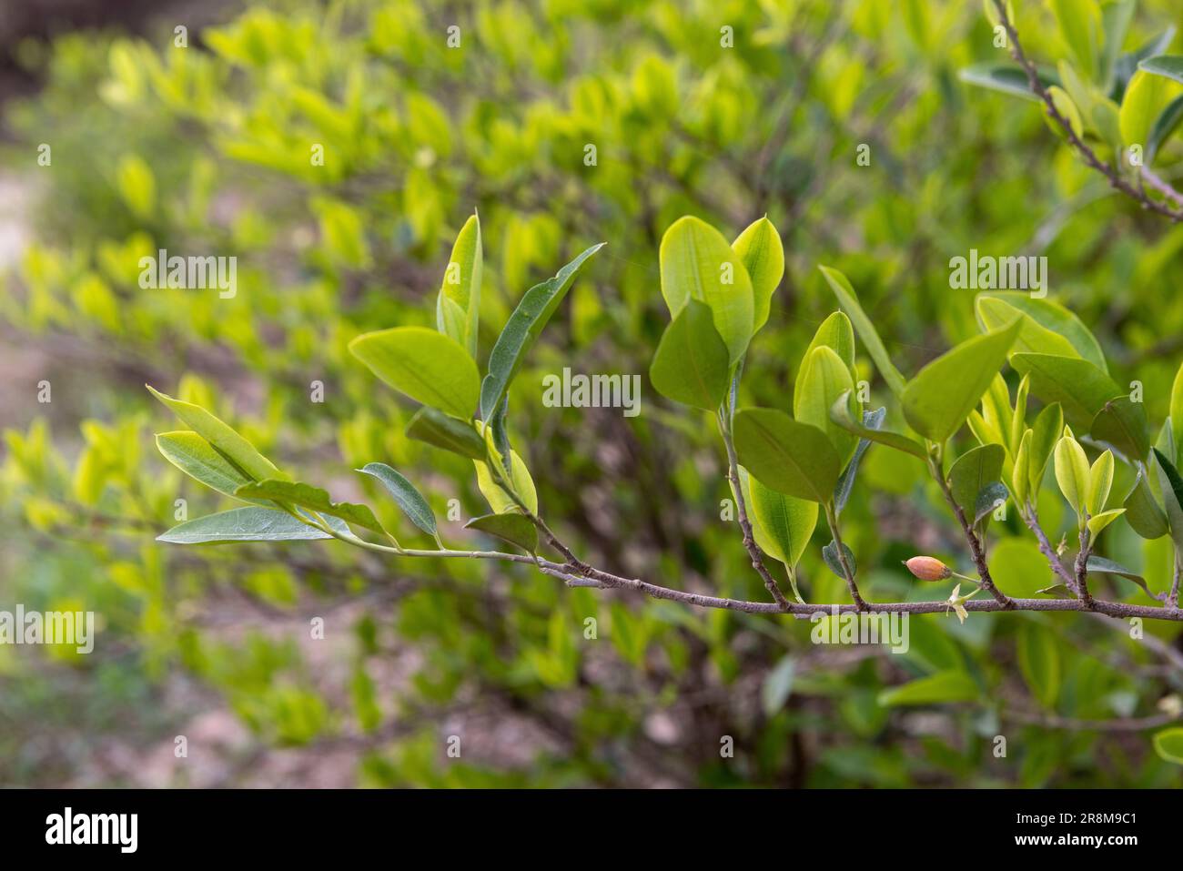 Cultivation of coca plants in the Bolivian Andes - traveling and ...