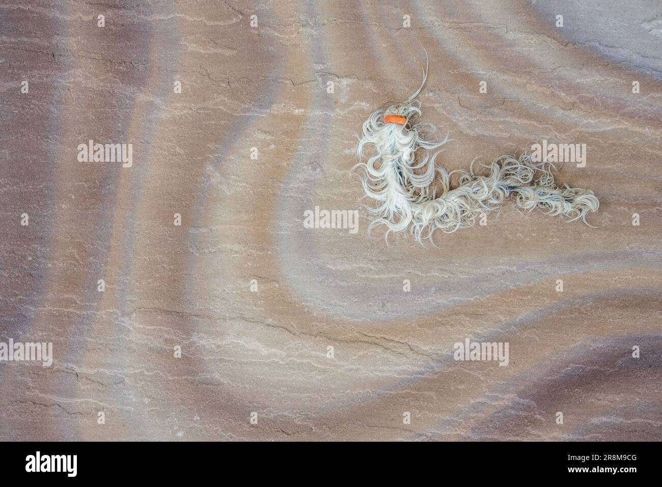 Lamb tail banding hi-res stock photography and images - Alamy