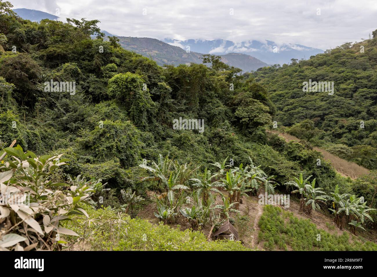 Lush, green palm trees at a plantation in the Bolivian Andes ...