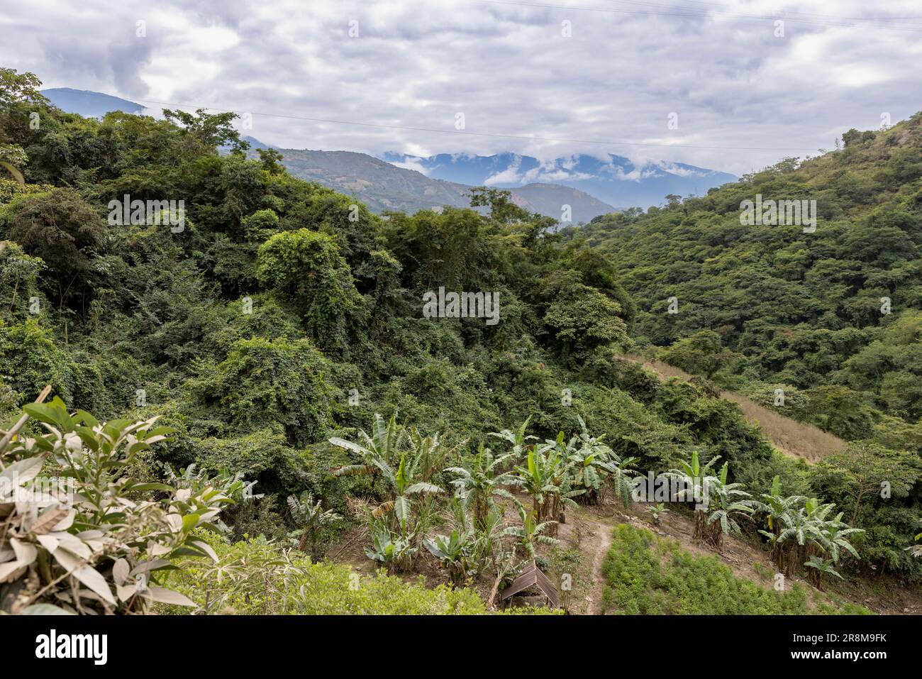 Lush, green palm trees at a plantation in the Bolivian Andes ...