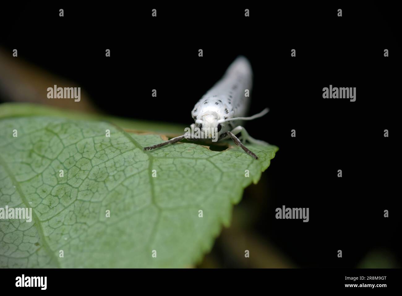 Macro insects hi-res stock photography and images - Alamy
