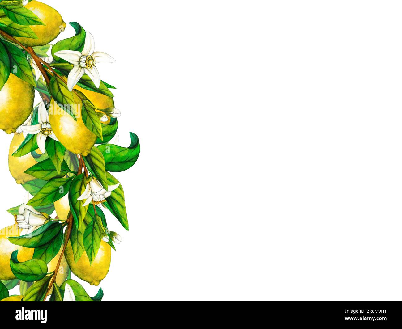 Lemon Tree Branch Clip Art