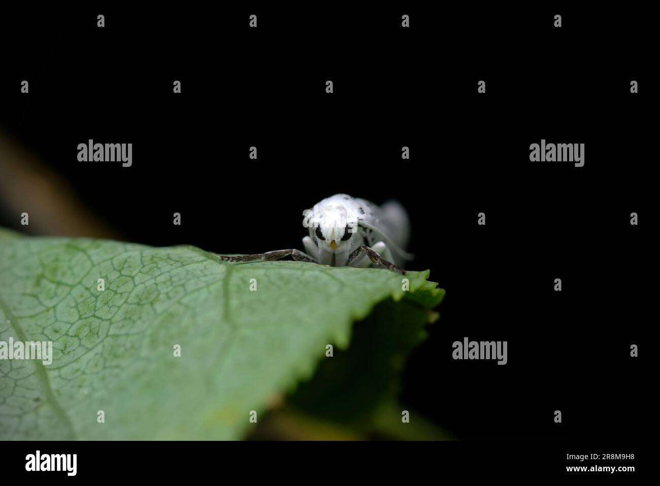 Single Bird-cherry Ermine moth (Yponomeuta evonymella) crawling on a ...