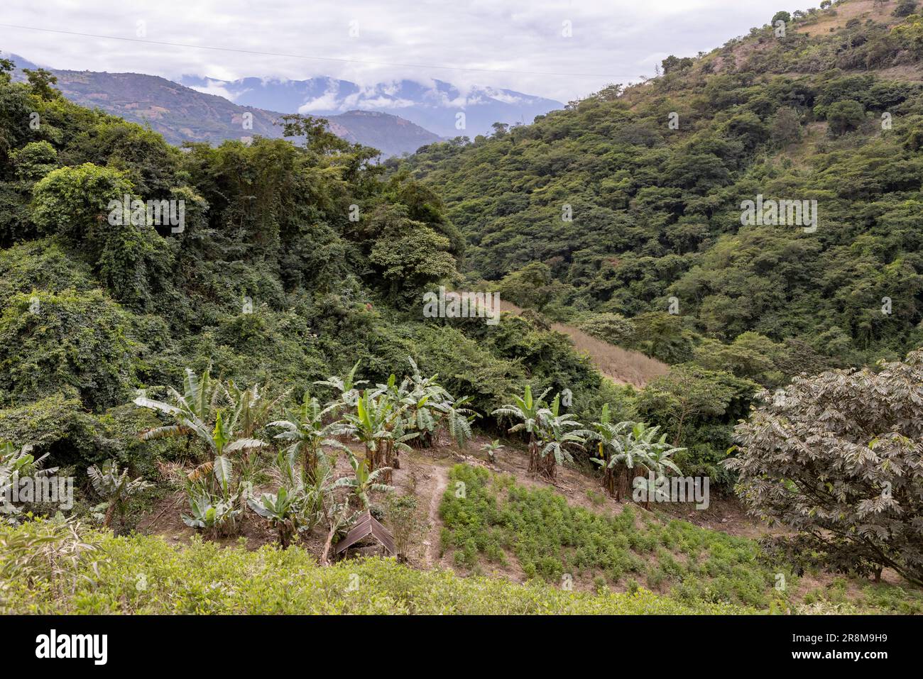 Lush, green palm trees at a plantation in the Bolivian Andes ...