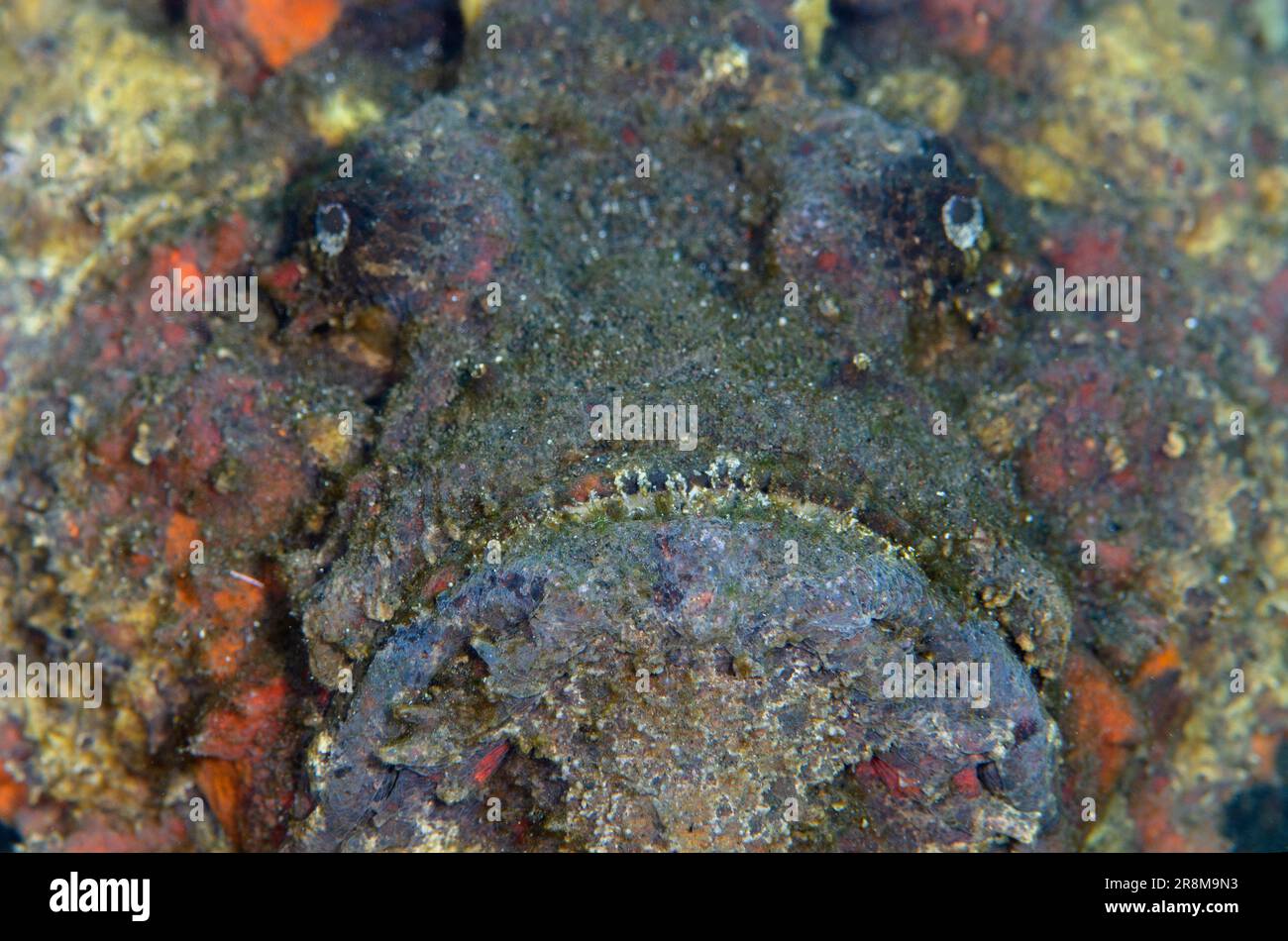 Stonefish one venomous fish hi-res stock photography and images - Alamy