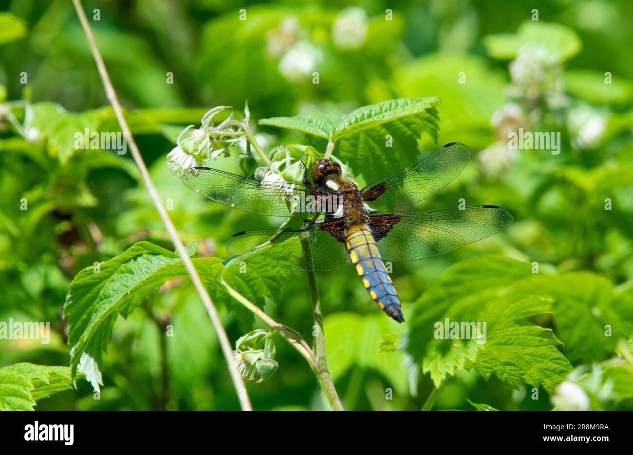 Blue chaser dragonfly hi-res stock photography and images - Alamy