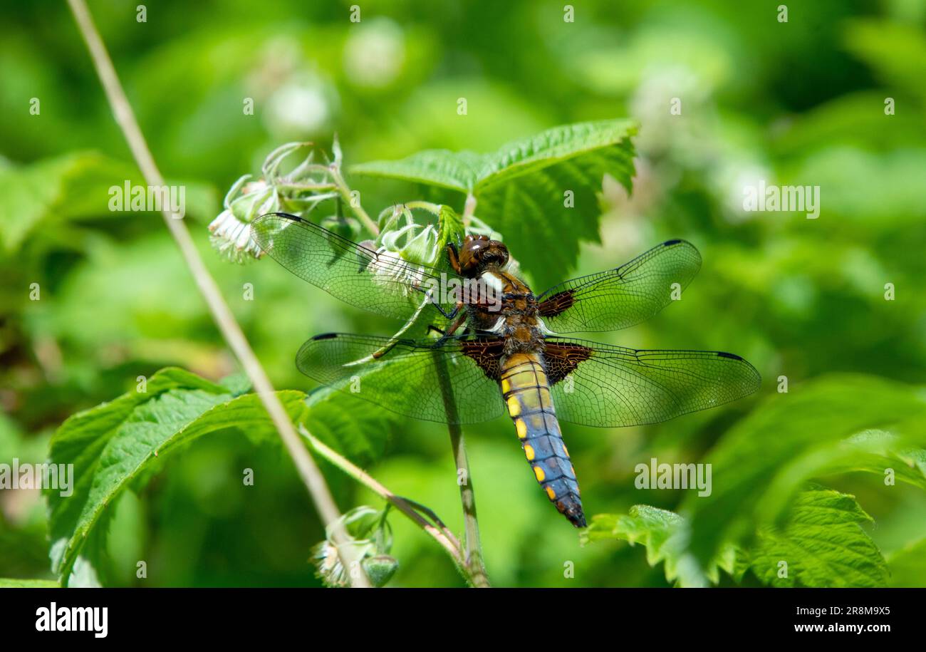 Broad bodied chaser dragonfly libellula depressa male insect hi-res ...
