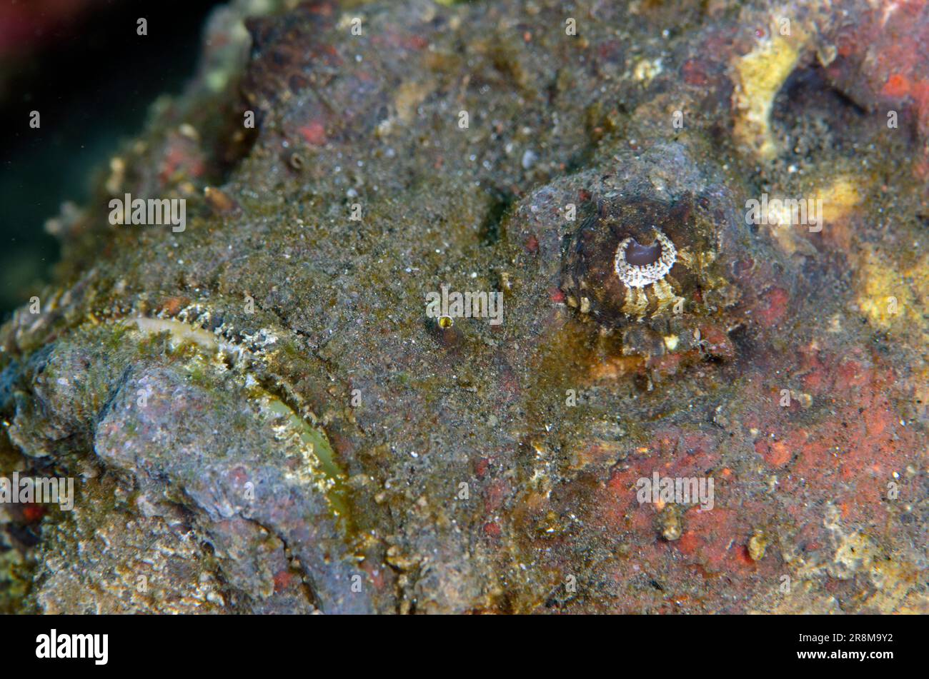 Reef stonefish hi-res stock photography and images - Alamy