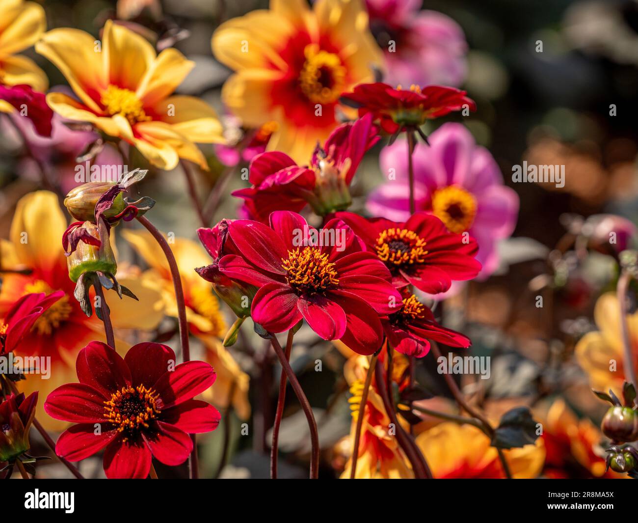 The red flowers of Dahlia 'Bishop of Aukland' with yellow and orange ...