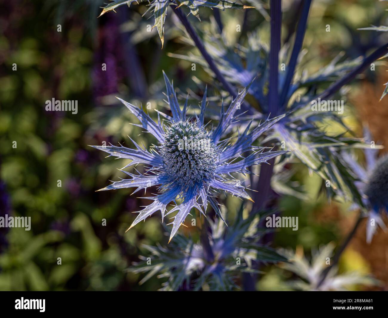 Blue spiky flowers hi-res stock photography and images - Alamy