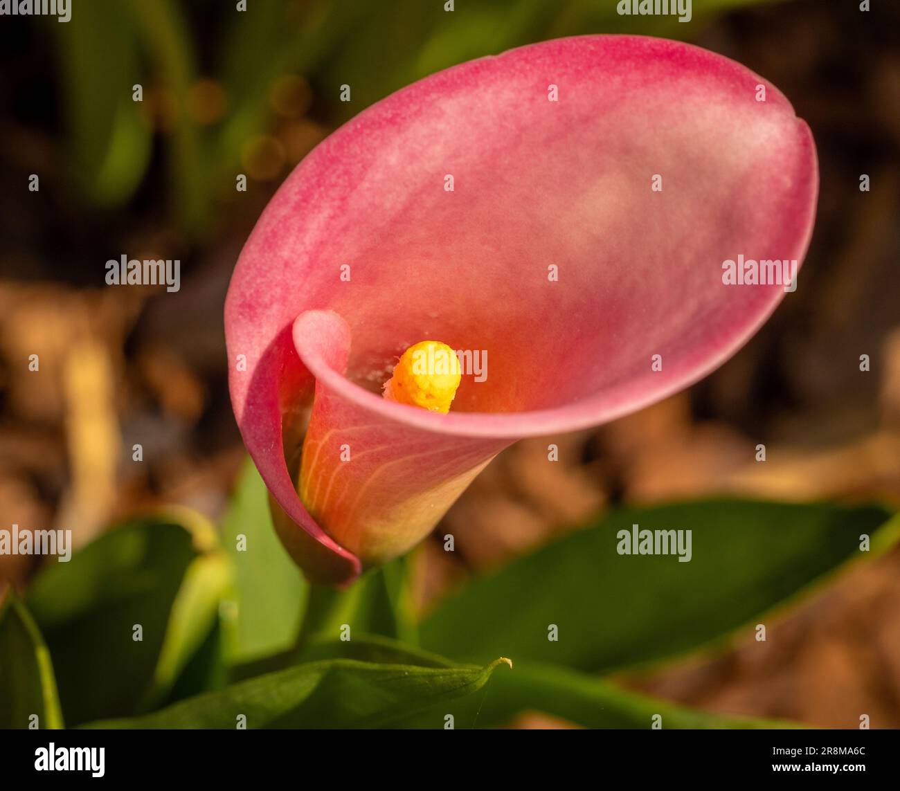 Coral lily hi-res stock photography and images - Alamy