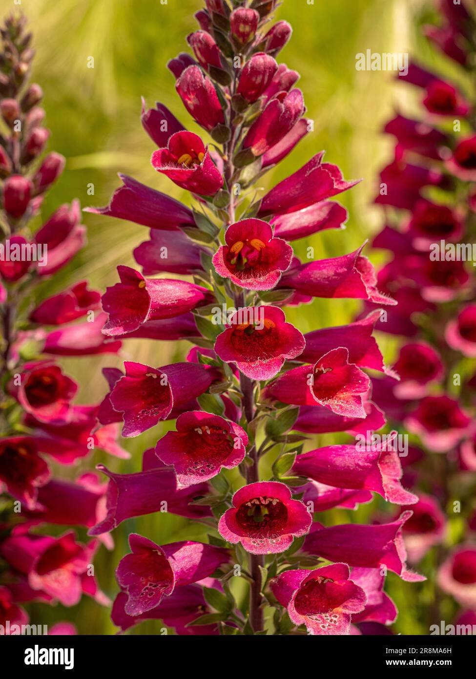 Digiplexis flower hi-res stock photography and images - Alamy