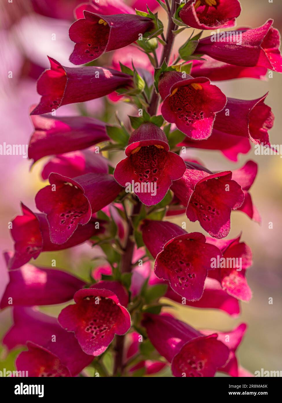 Close-up of a Digiplexis 'Cherry Brandy' flower spike growing in a UK ...