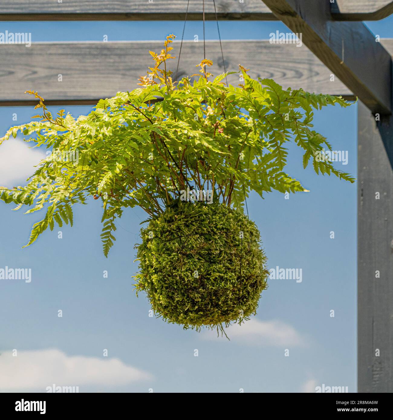 The Japanese art of Kokedama. Moss ball containing a fern plant ...