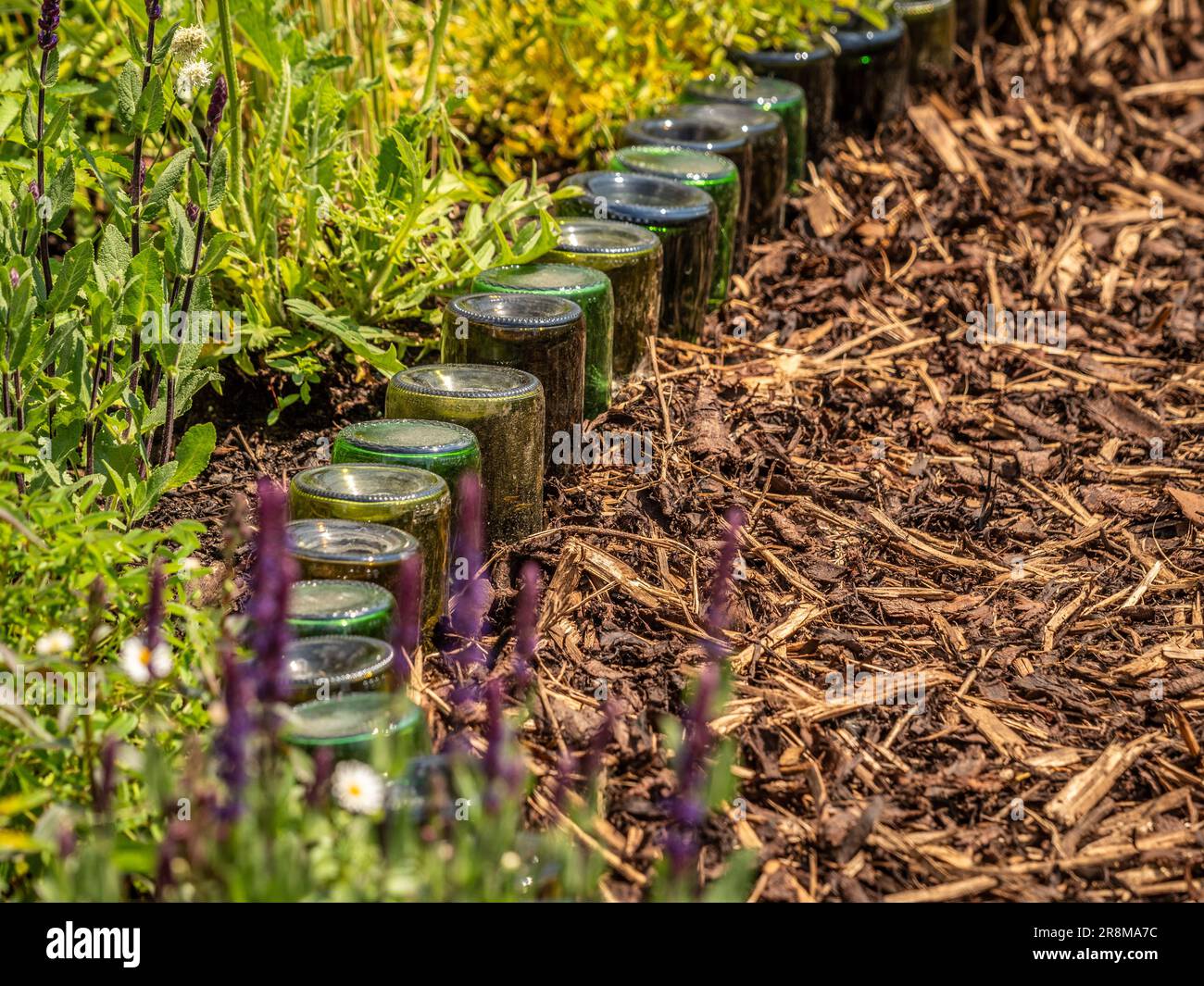 Bark chipping garden path edged with recycled wine bottles in a UK ...