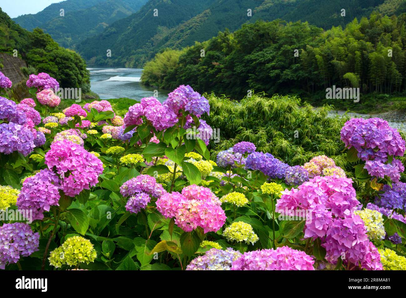 Hydrangea and Niyodo River Stock Photo - Alamy
