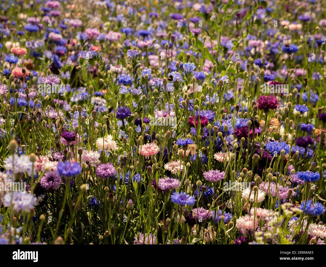 Blue purple wildflowers hi-res stock photography and images - Alamy