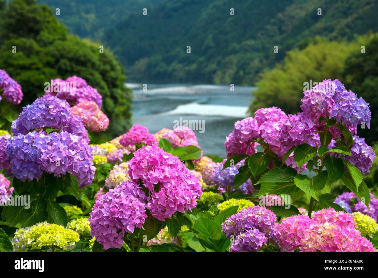Hydrangea and Niyodo River Stock Photo - Alamy