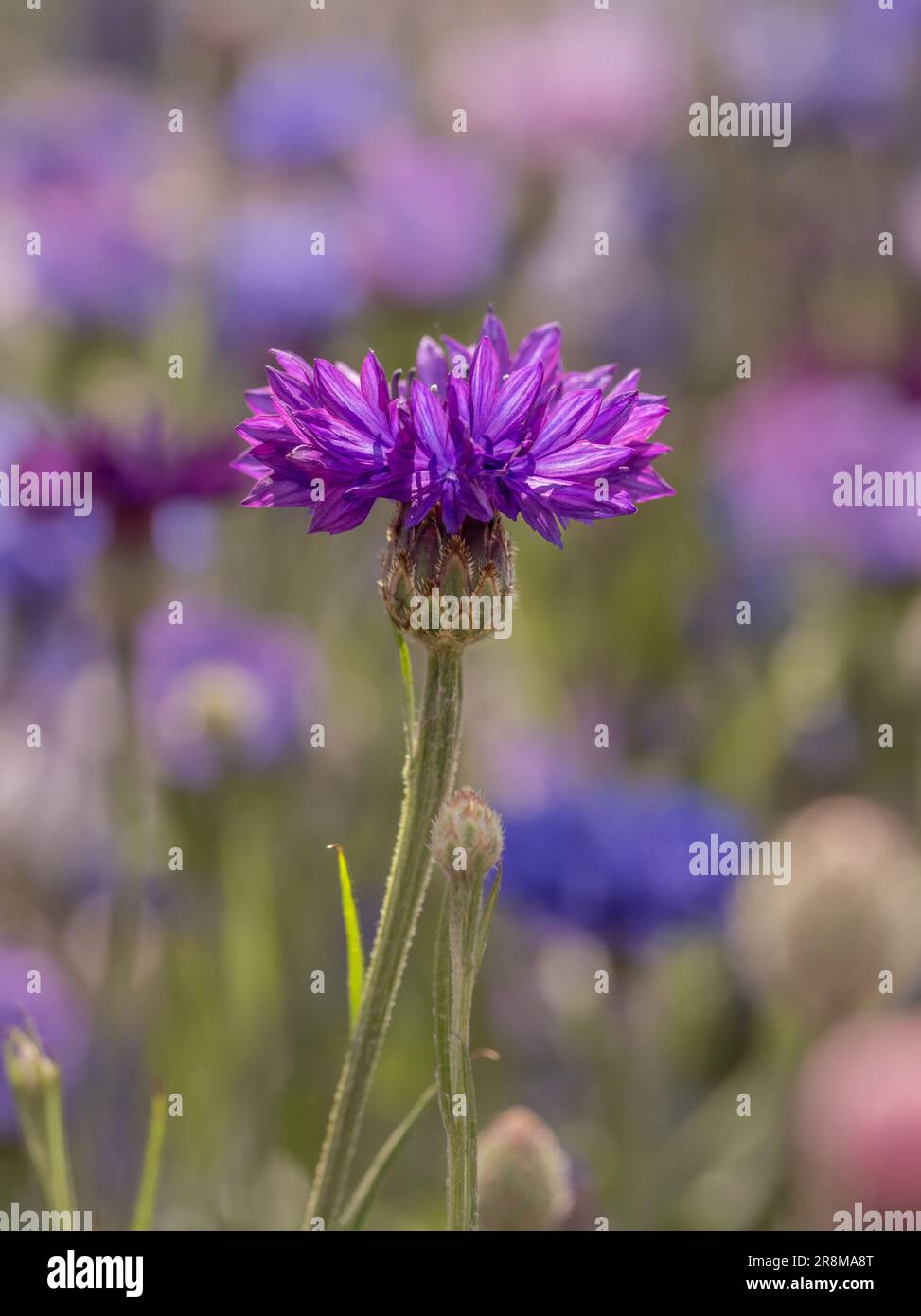 Close-up of a side view of purple-coloured cornflower growing in a ...