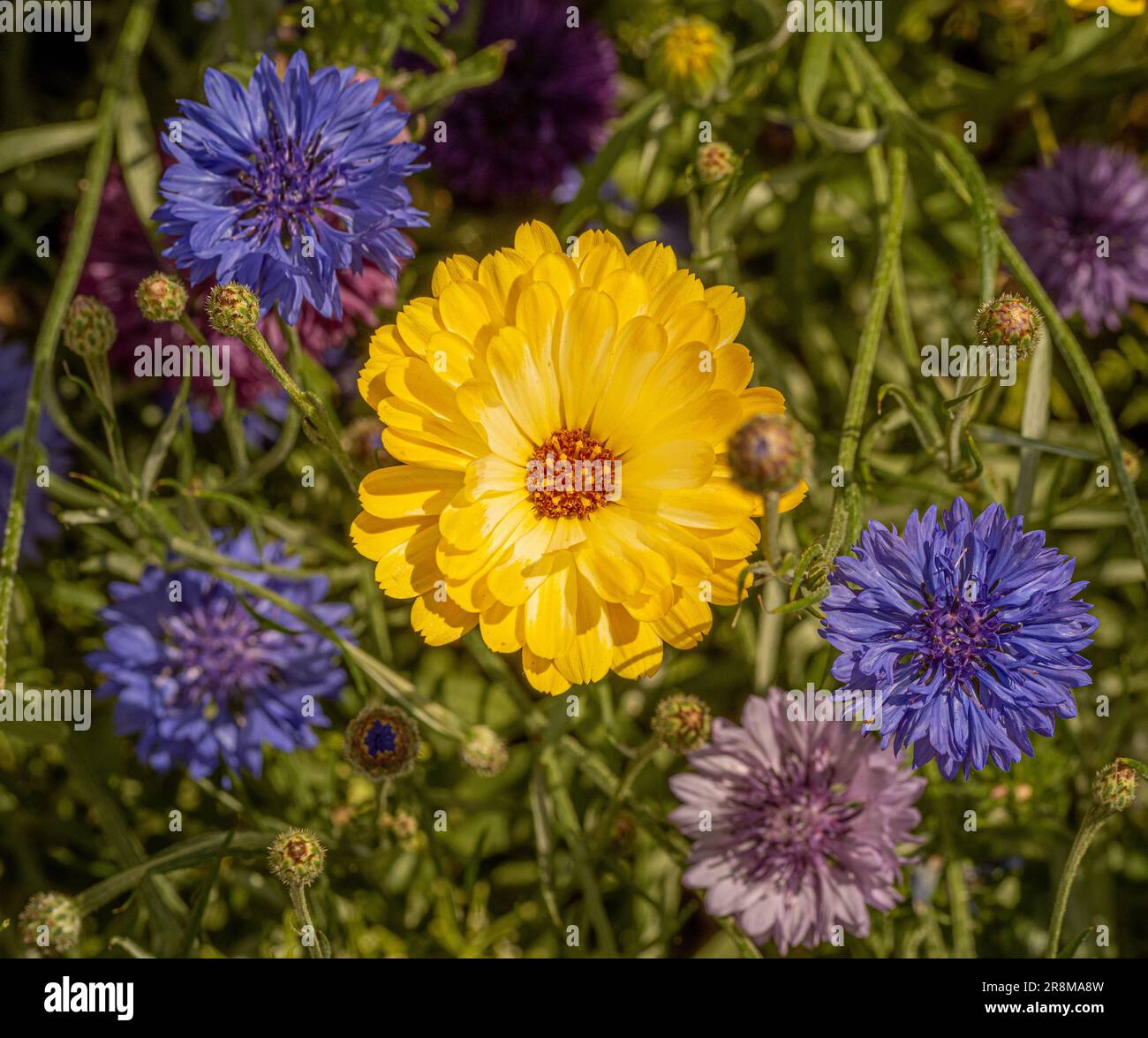 Plan view of yellow Calendula flower surrounded by blue cornflowers in ...