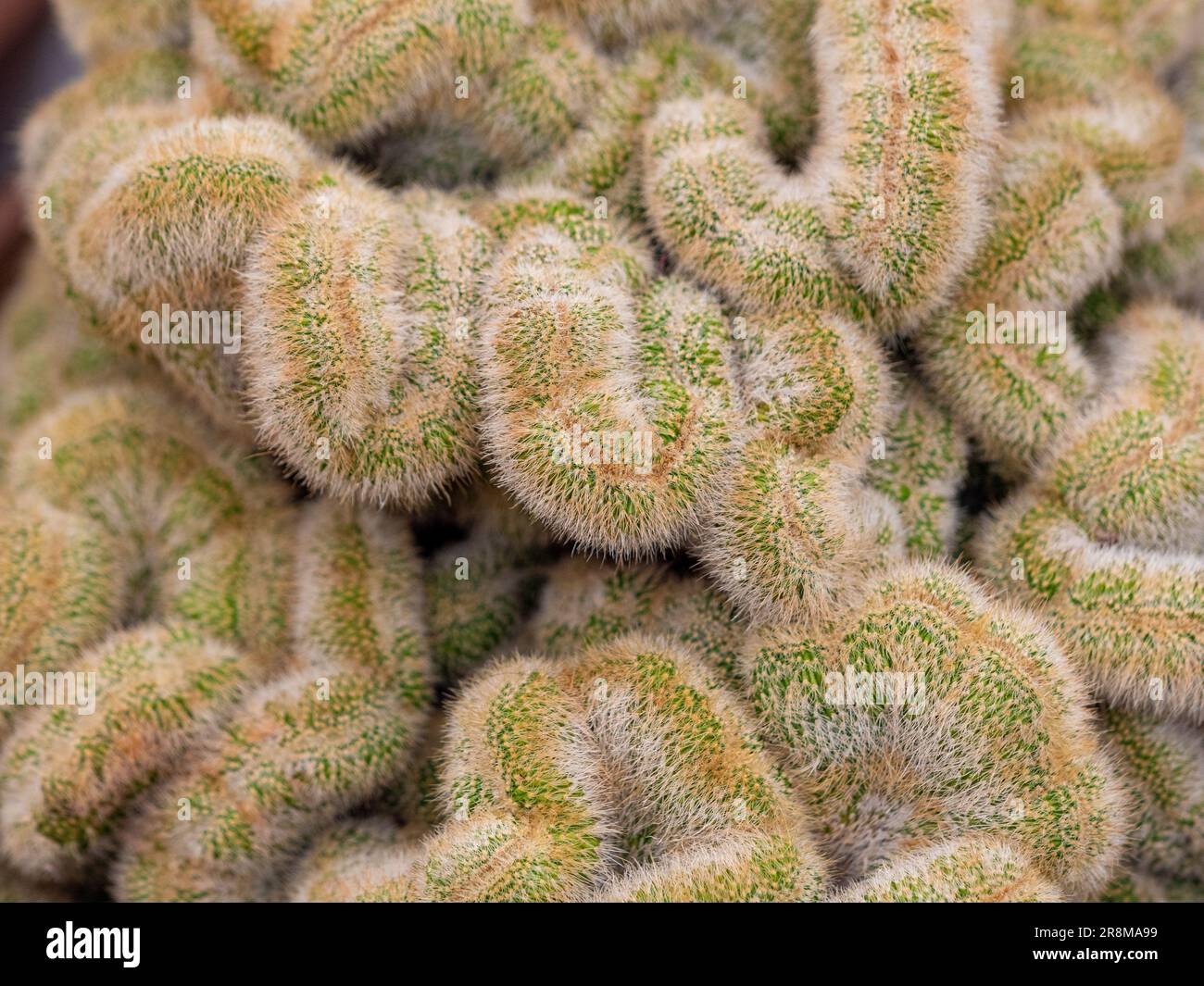 Furry cactus hi-res stock photography and images - Alamy
