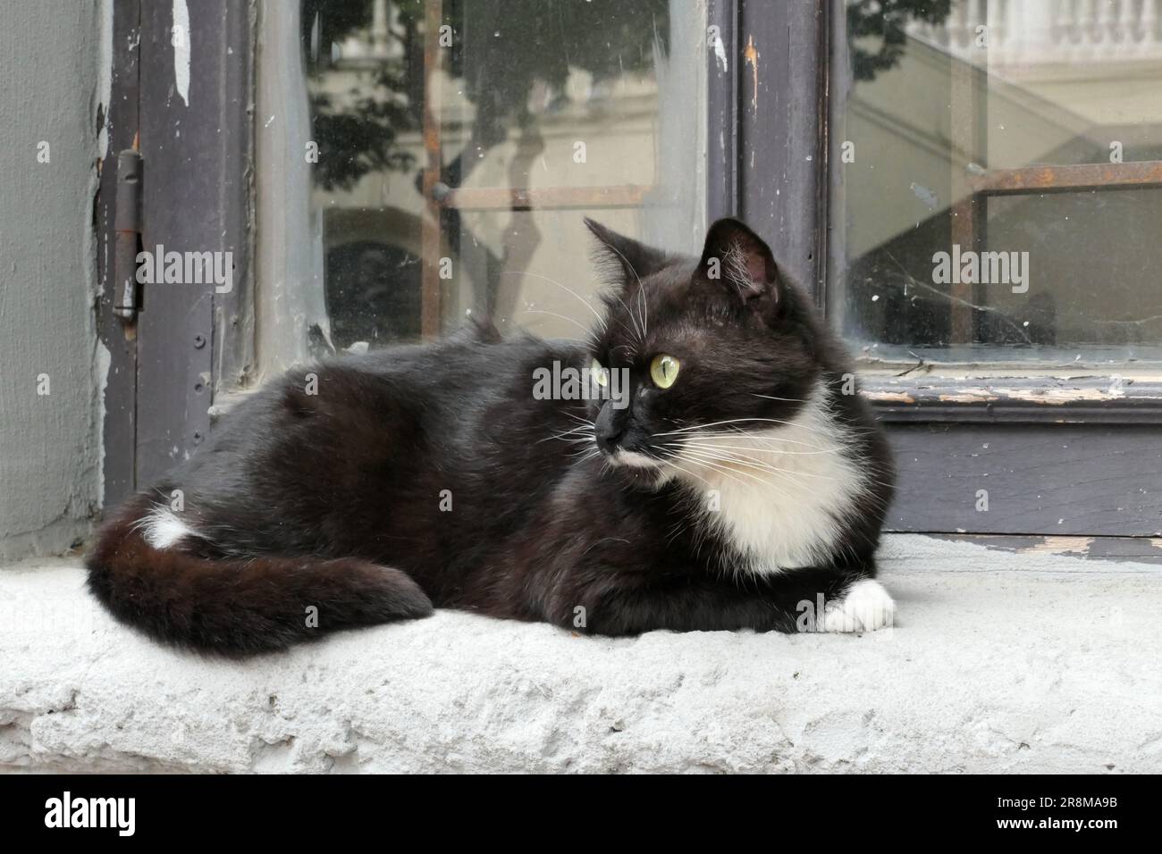 black and white cat on the window Stock Photo - Alamy