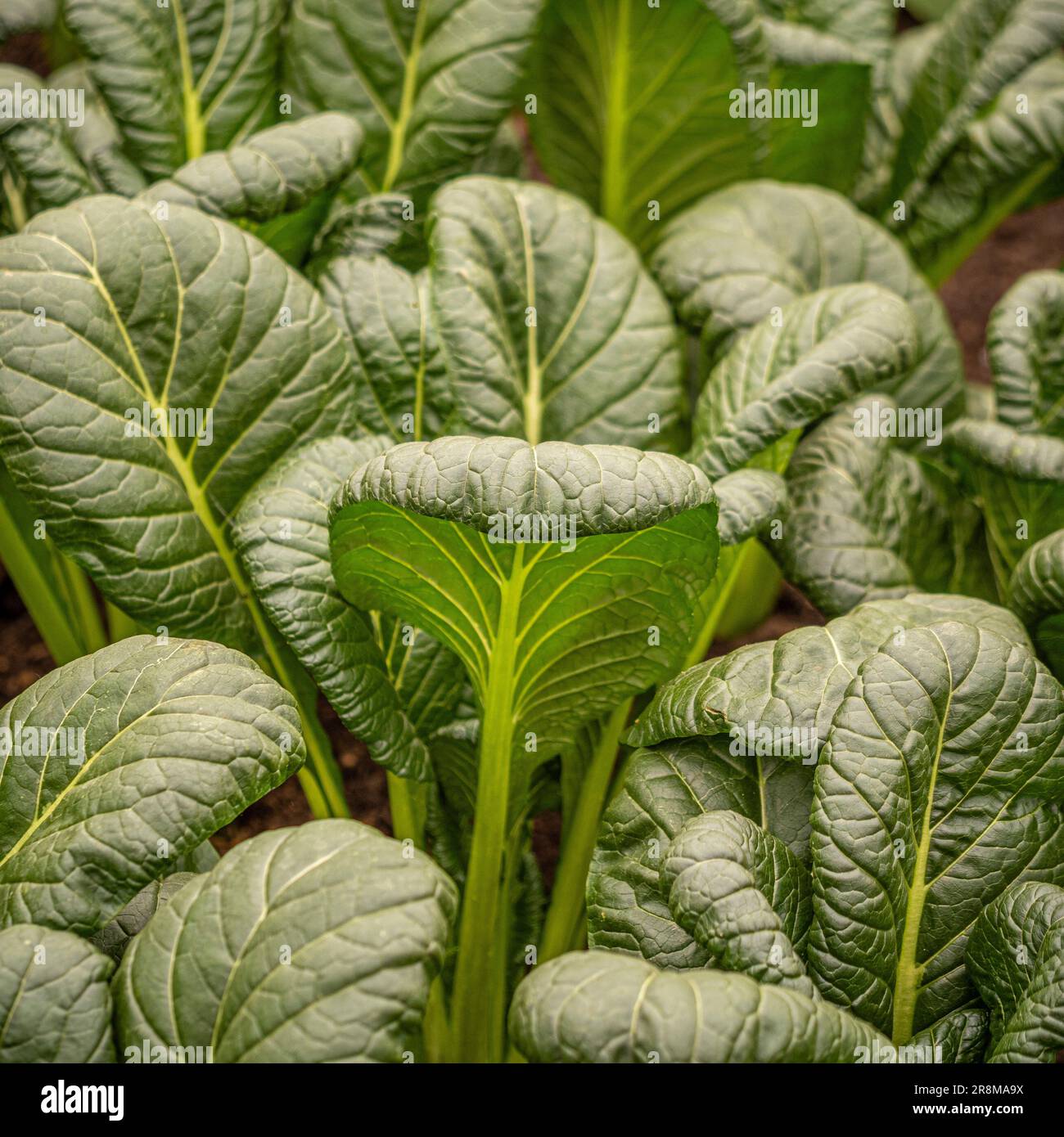 Spinach japanese hohei hi-res stock photography and images - Alamy