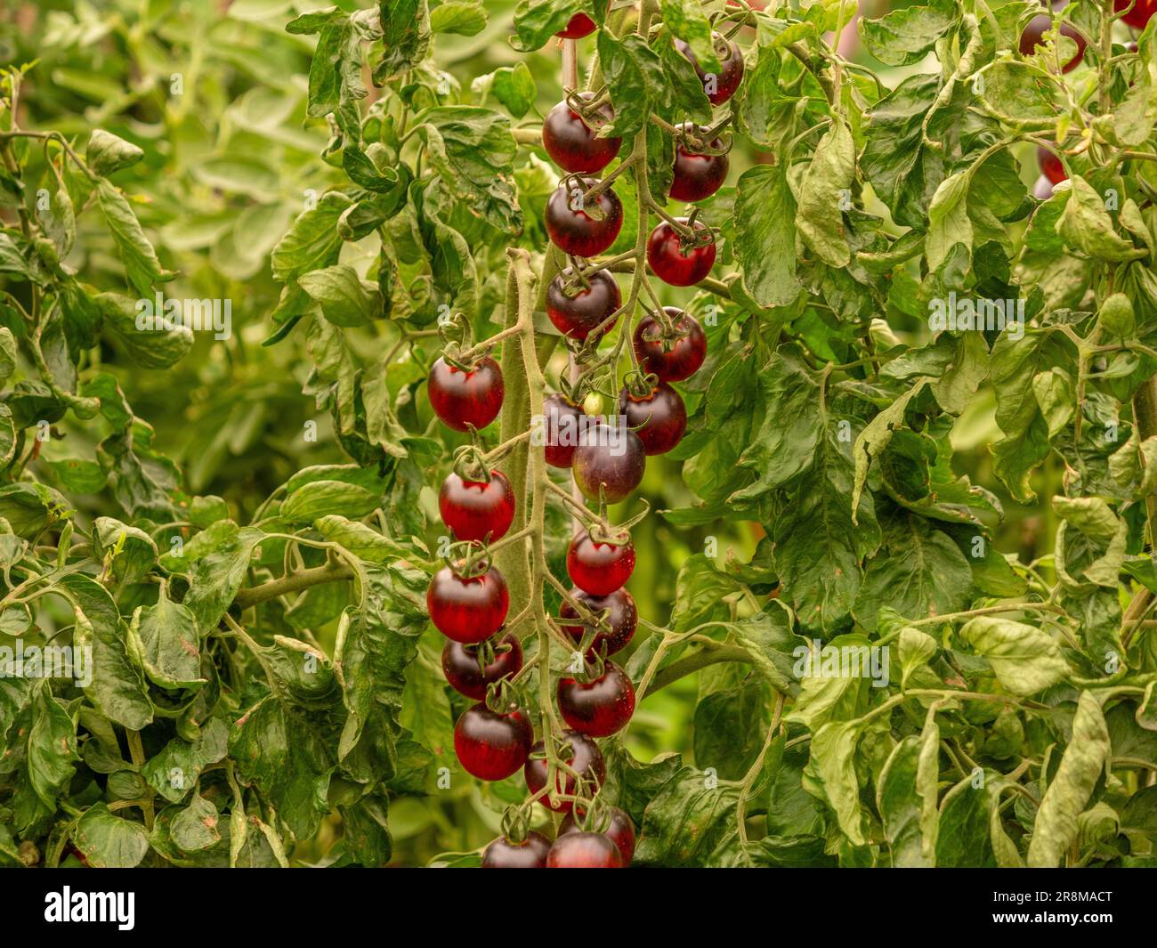 Black tomato hanging from plant hi-res stock photography and images - Alamy