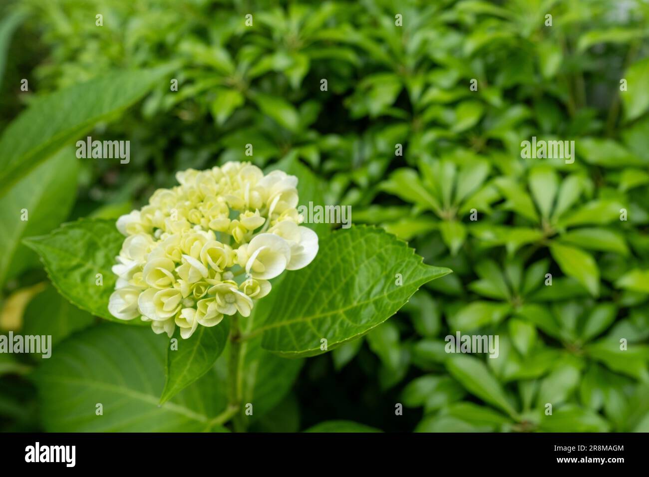 White Hydrangea in Full Bloom taken at Yufuin, Oita, Japan Stock Photo ...