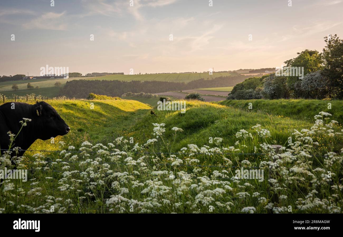 Huggate Dykes Bronze Age earthwork dykes and ditches in the Yorkshire ...