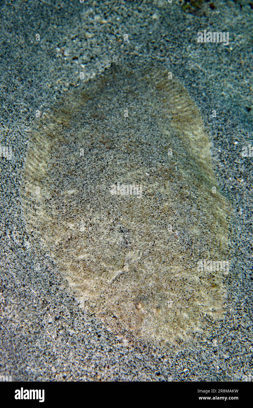 Brachirus marmoratus hi-res stock photography and images - Alamy