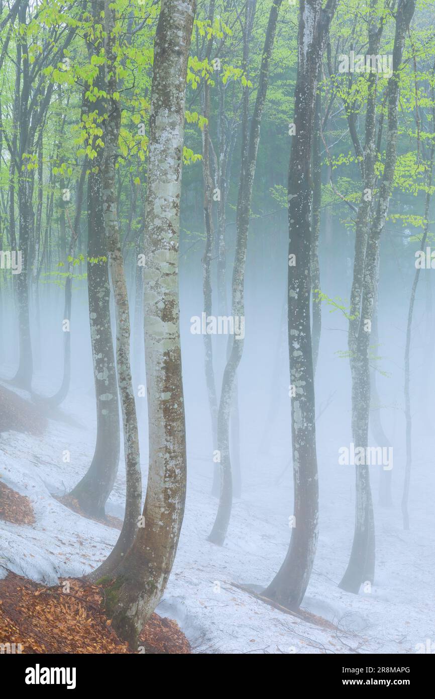 Beautiful beech forest spring hi-res stock photography and images - Alamy