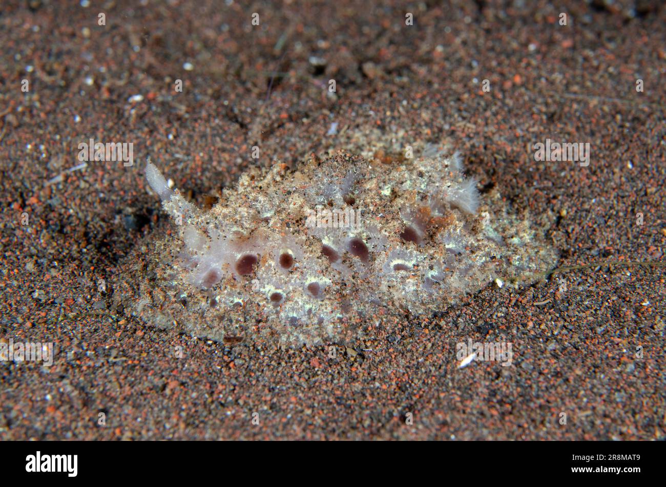 Discodorid nudibranch hi-res stock photography and images - Alamy