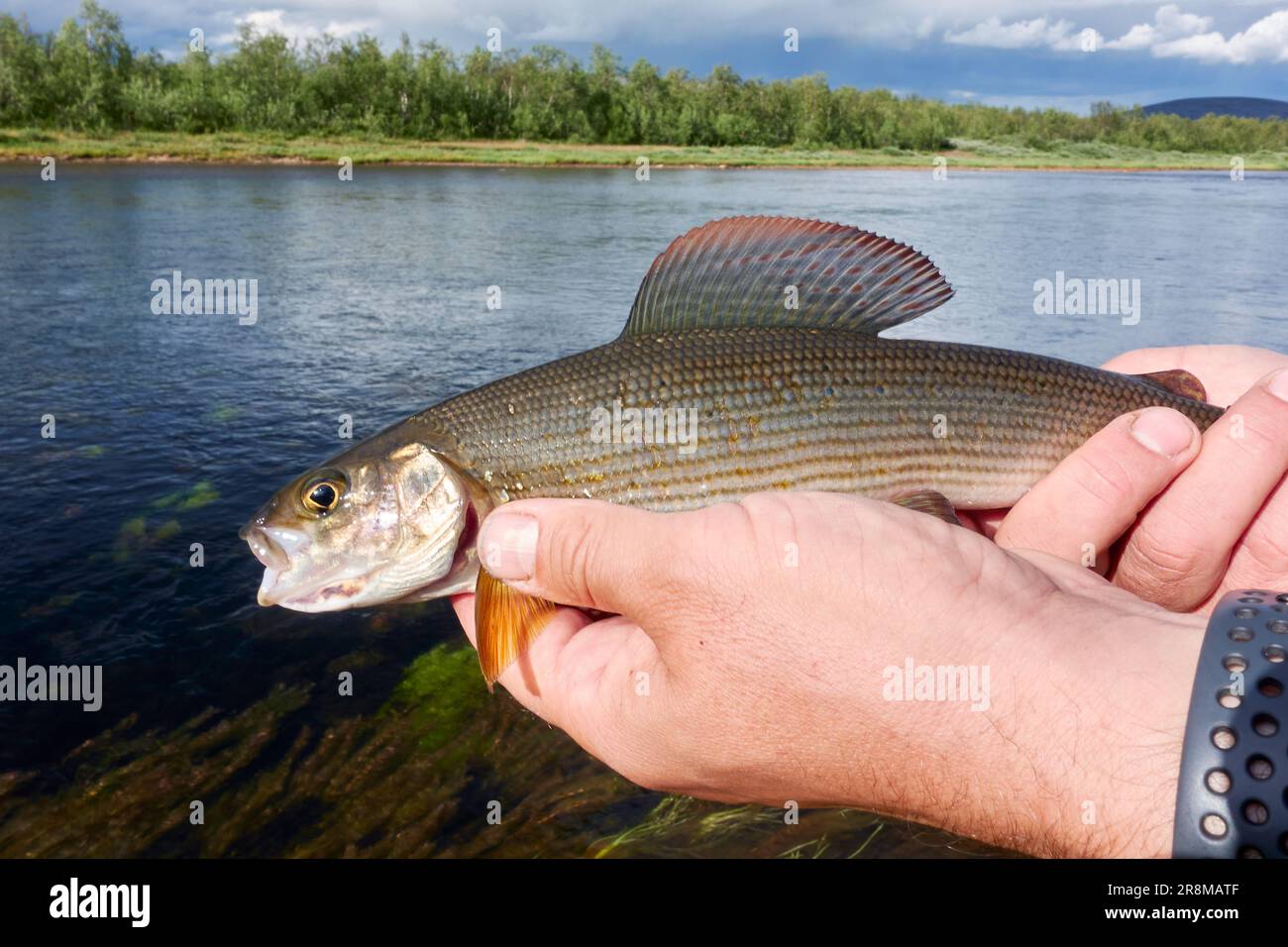 Fisherman releasing small unharmed grayling back to river in Swedish ...