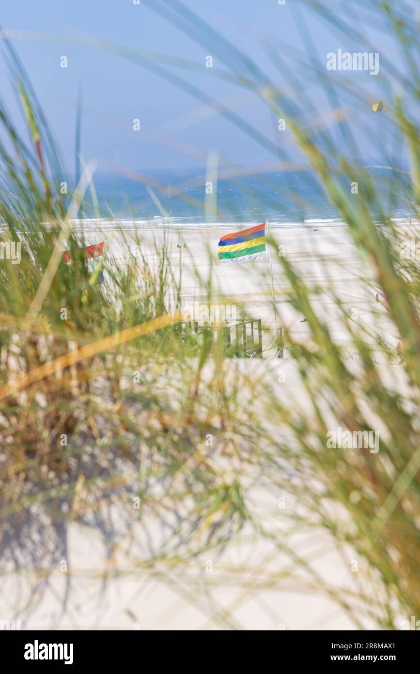 Landscape with sand dunes at nature reserve Wadden island Terschelling ...