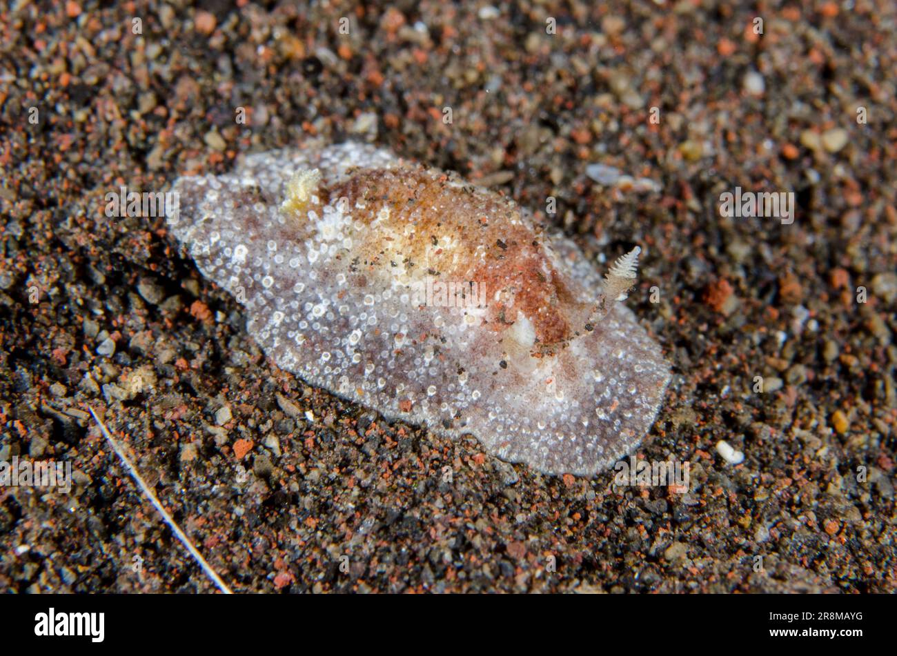 Dorid Nudibranch, Carminodoris bifurcata, night dive, Seraya Secrets ...