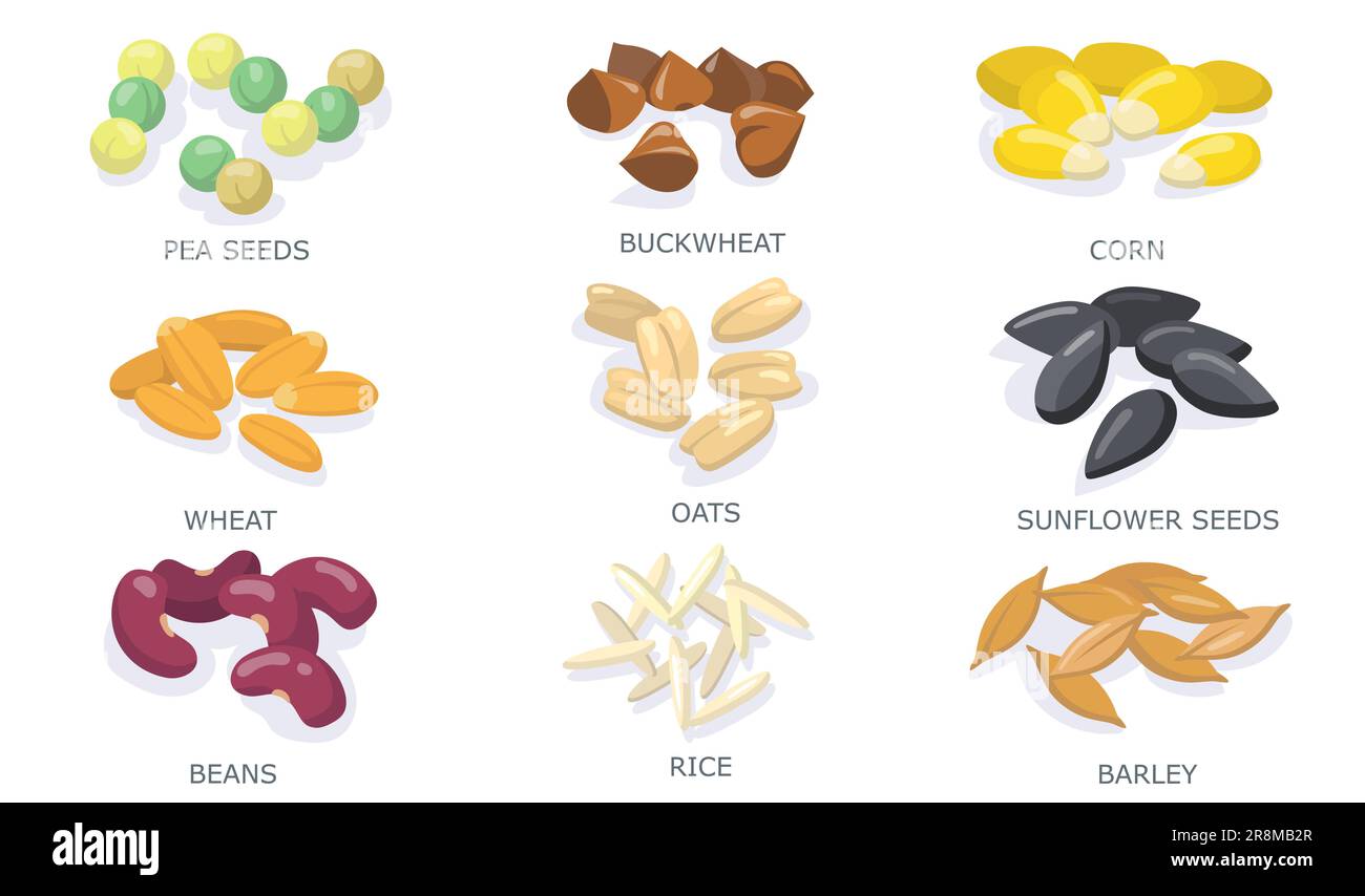 Rice wheat barley grains Stock Vector Images - Alamy