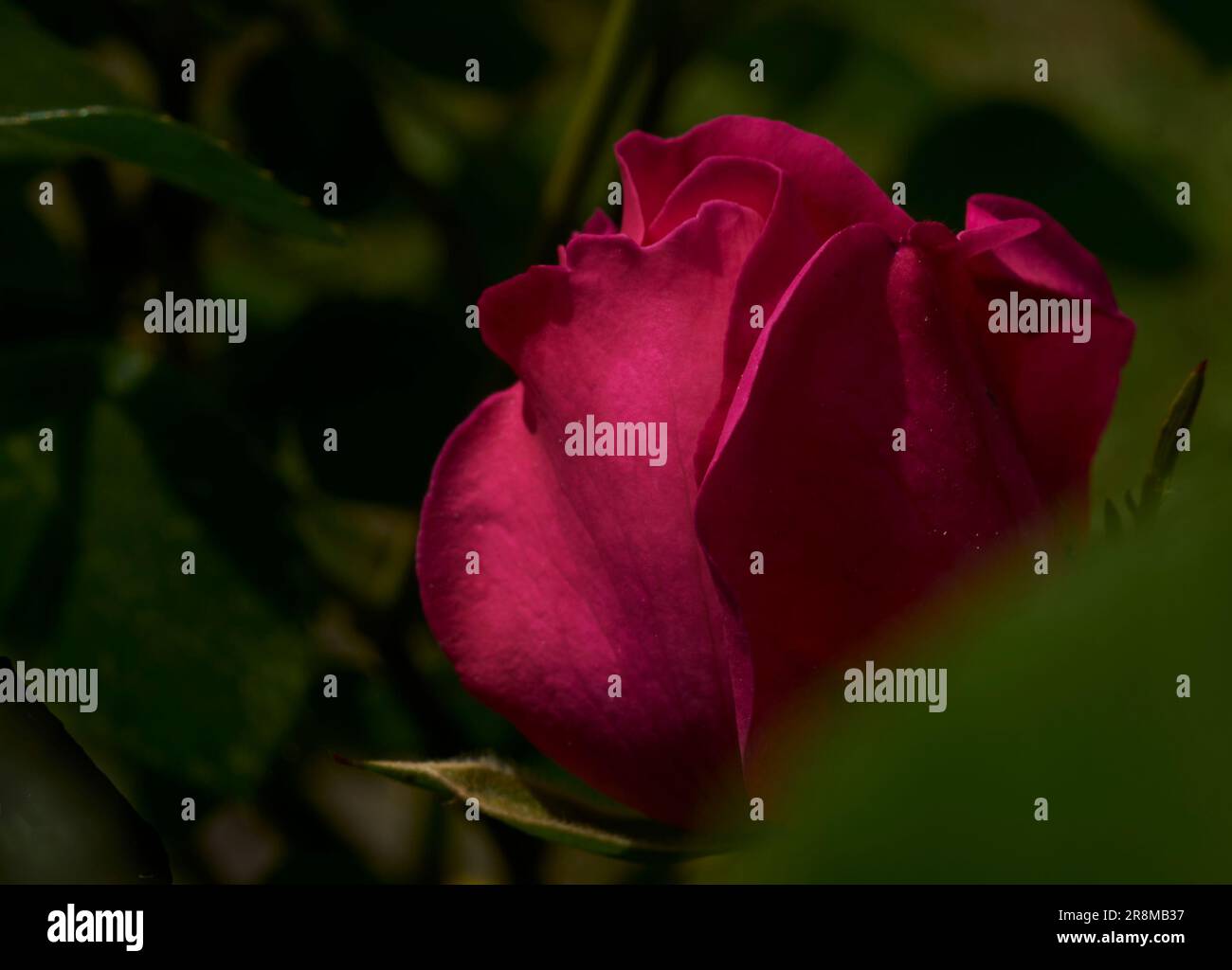 The rose deborah hi-res stock photography and images - Alamy