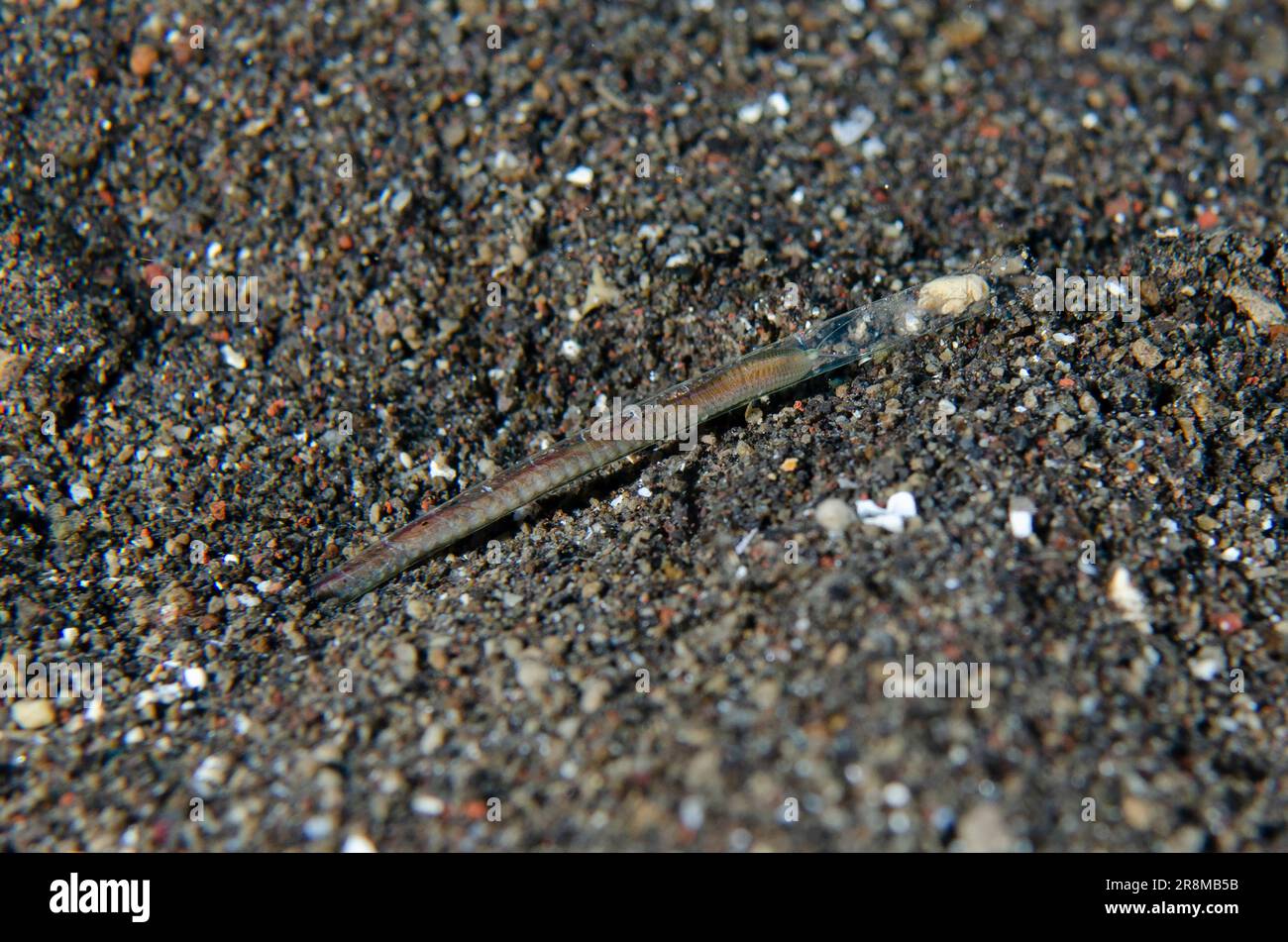 Drinking straw polychaete worm hi-res stock photography and images - Alamy